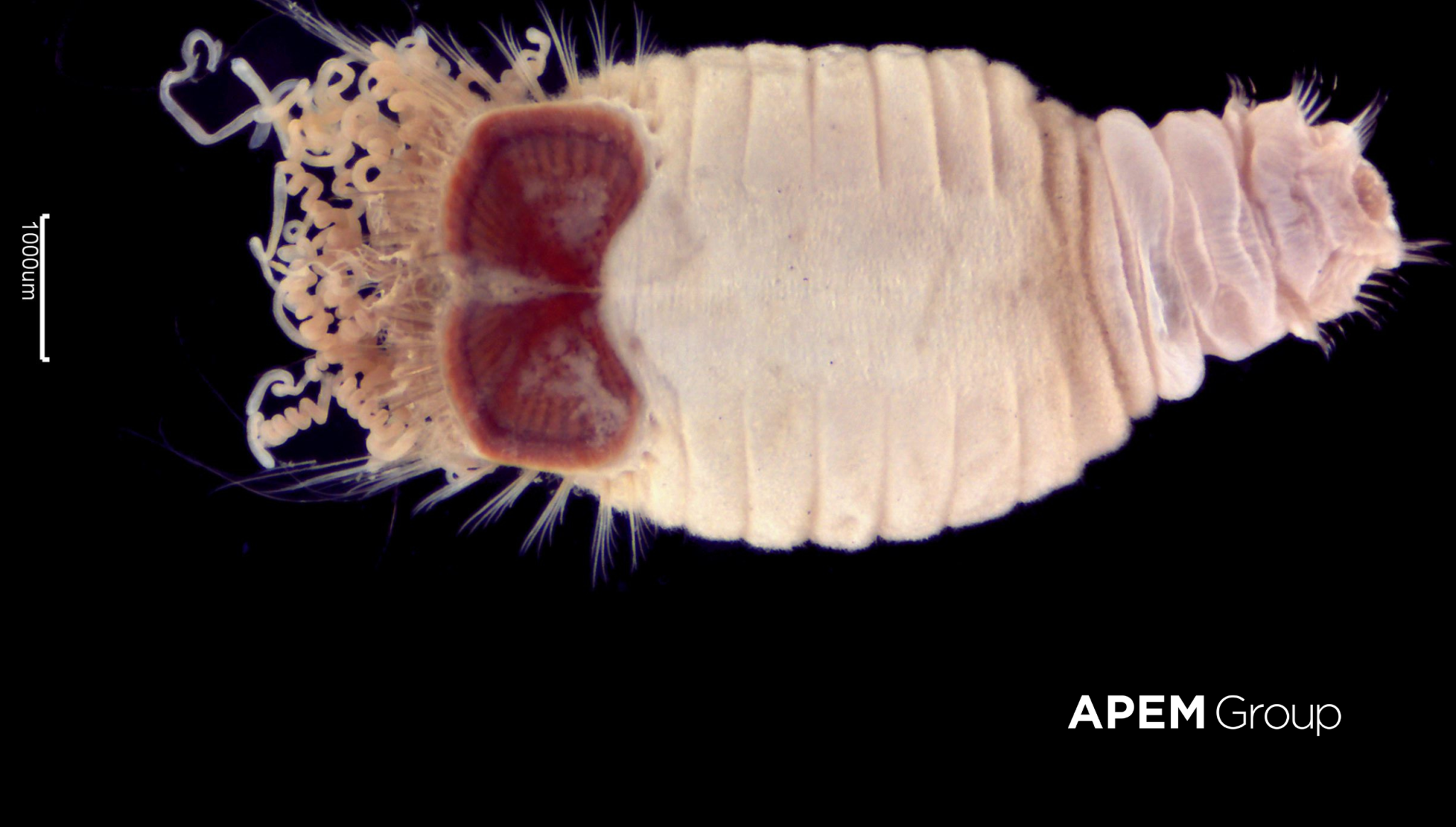 Building a healthier future for marine ecosystems with Marine Net Gain ...